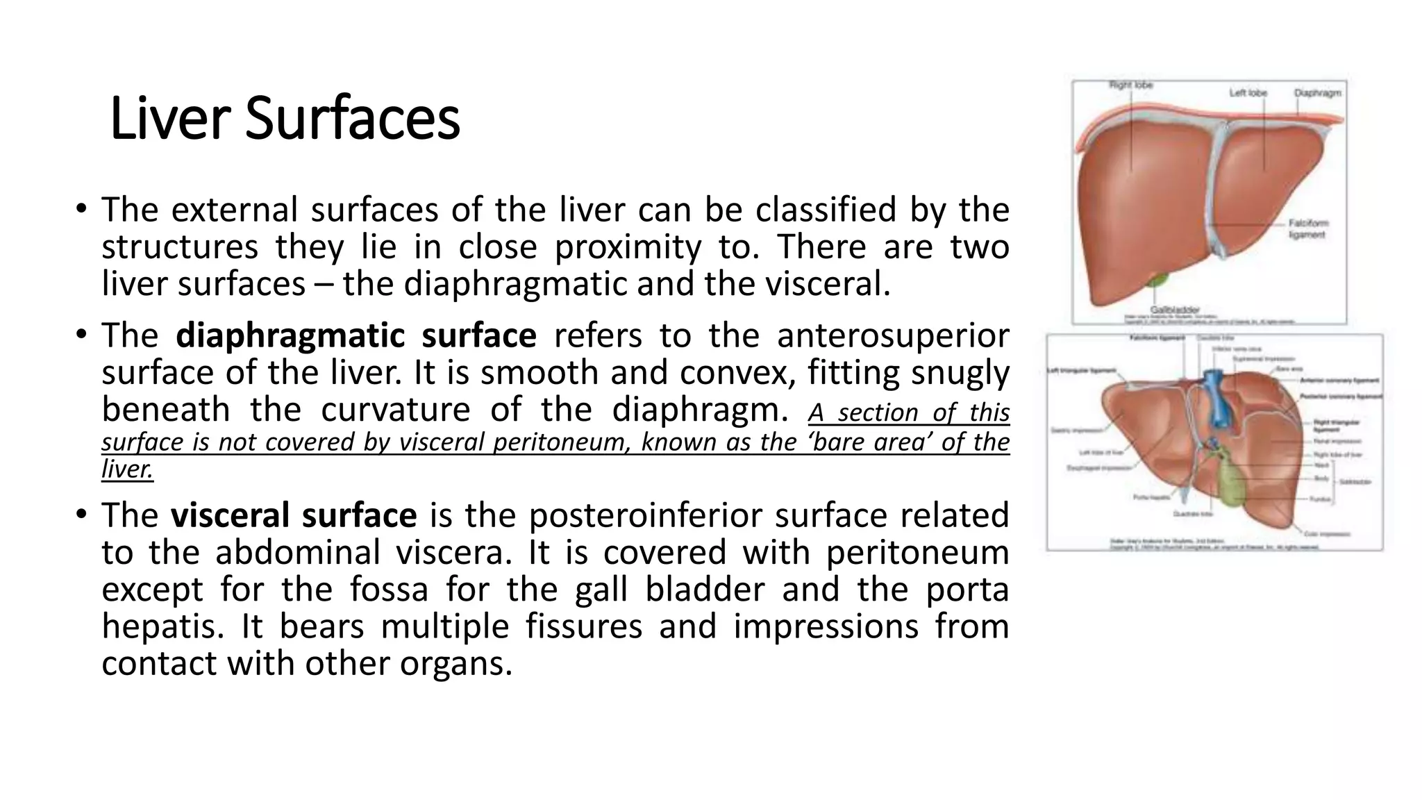 Anatomy of liver | PPTX
