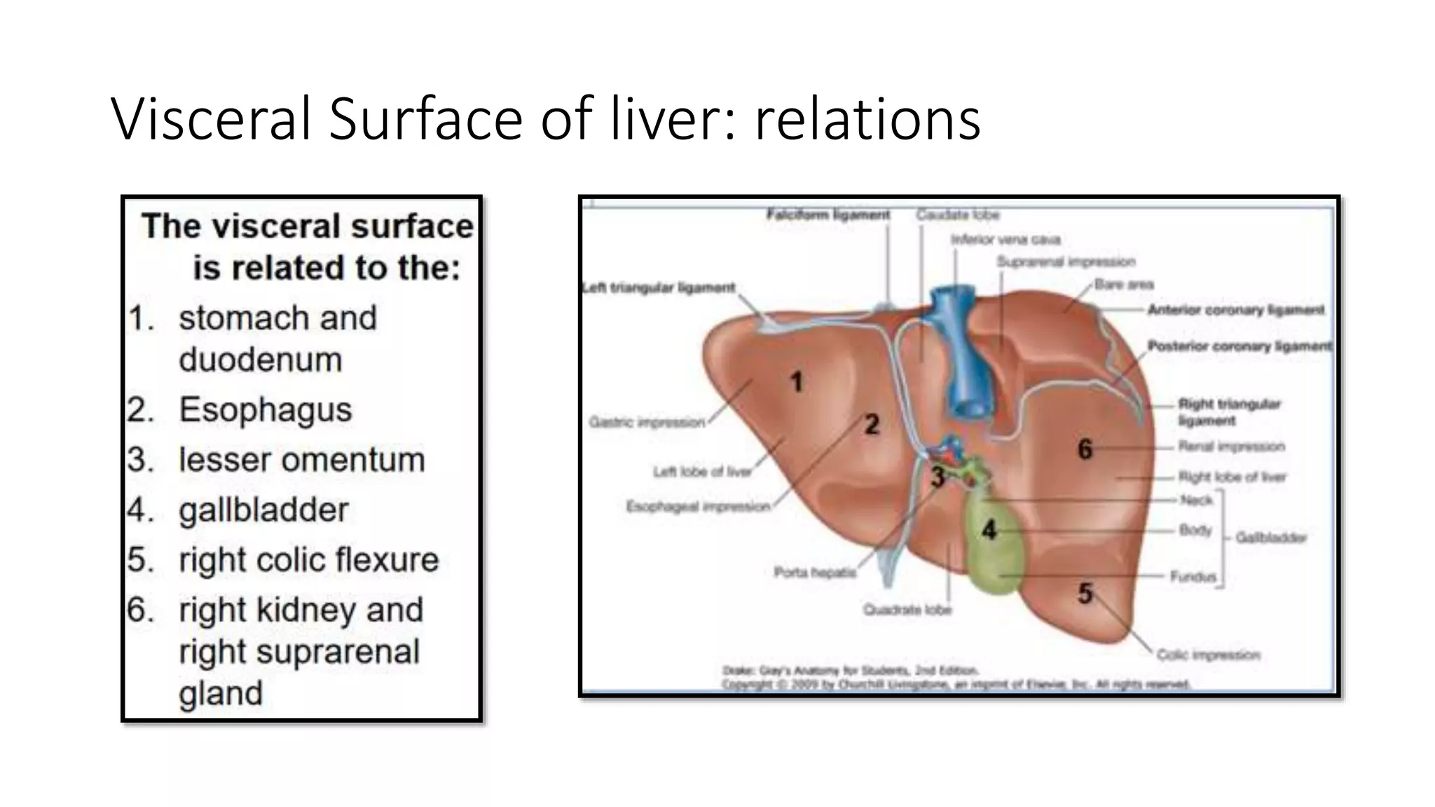 Anatomy of liver | PPTX