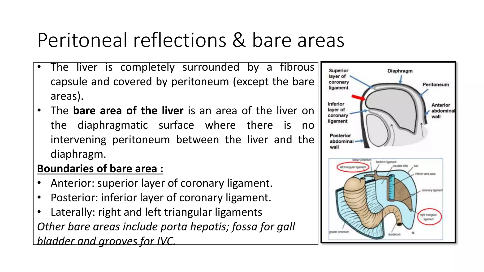 Anatomy of liver | PPTX
