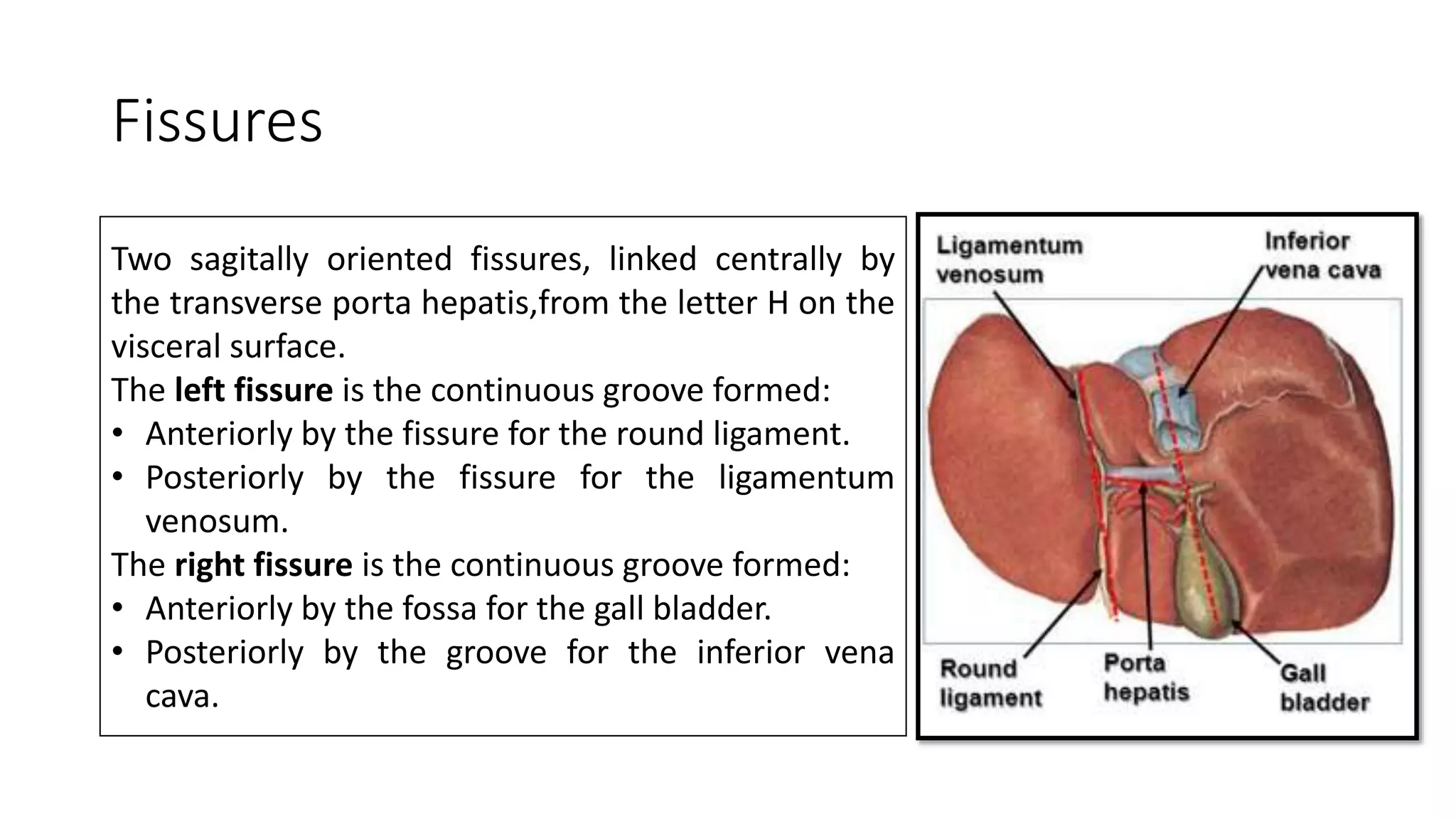 Anatomy of liver | PPTX