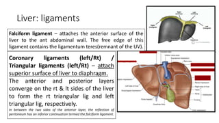 Anatomy of liver | PPTX