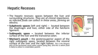 Anatomy of liver | PPTX