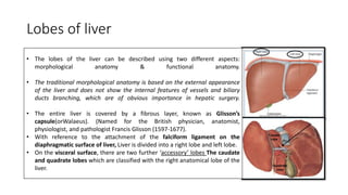 Anatomy of liver | PPTX
