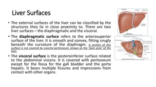Anatomy of liver | PPTX