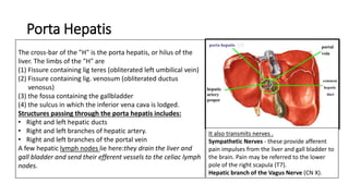 Porta Hepatis