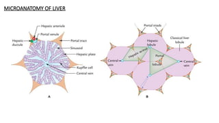 ANATOMY OF LIVER hepatology physiology and | PPT