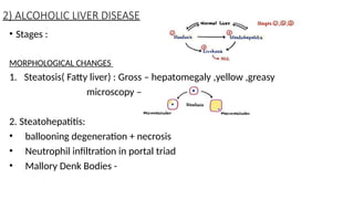 ANATOMY OF LIVER hepatology physiology and | PPTX