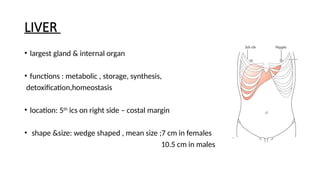 ANATOMY OF LIVER hepatology physiology and | PPT