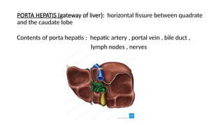 ANATOMY OF LIVER hepatology physiology and | PPT