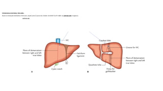 ANATOMY OF LIVER hepatology physiology and | PPT