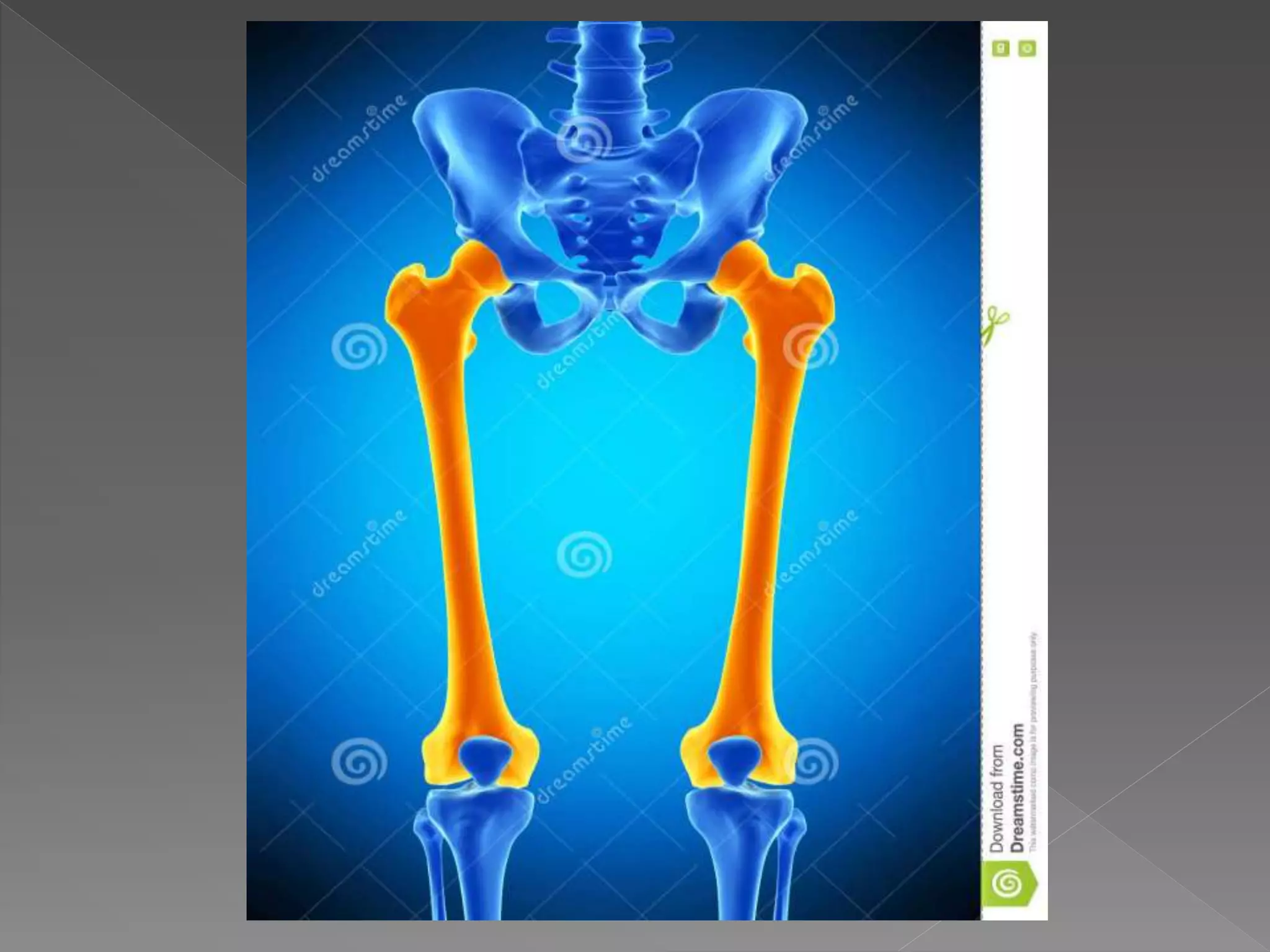 bones of lower limb and anatomy of lower limb | PPTX