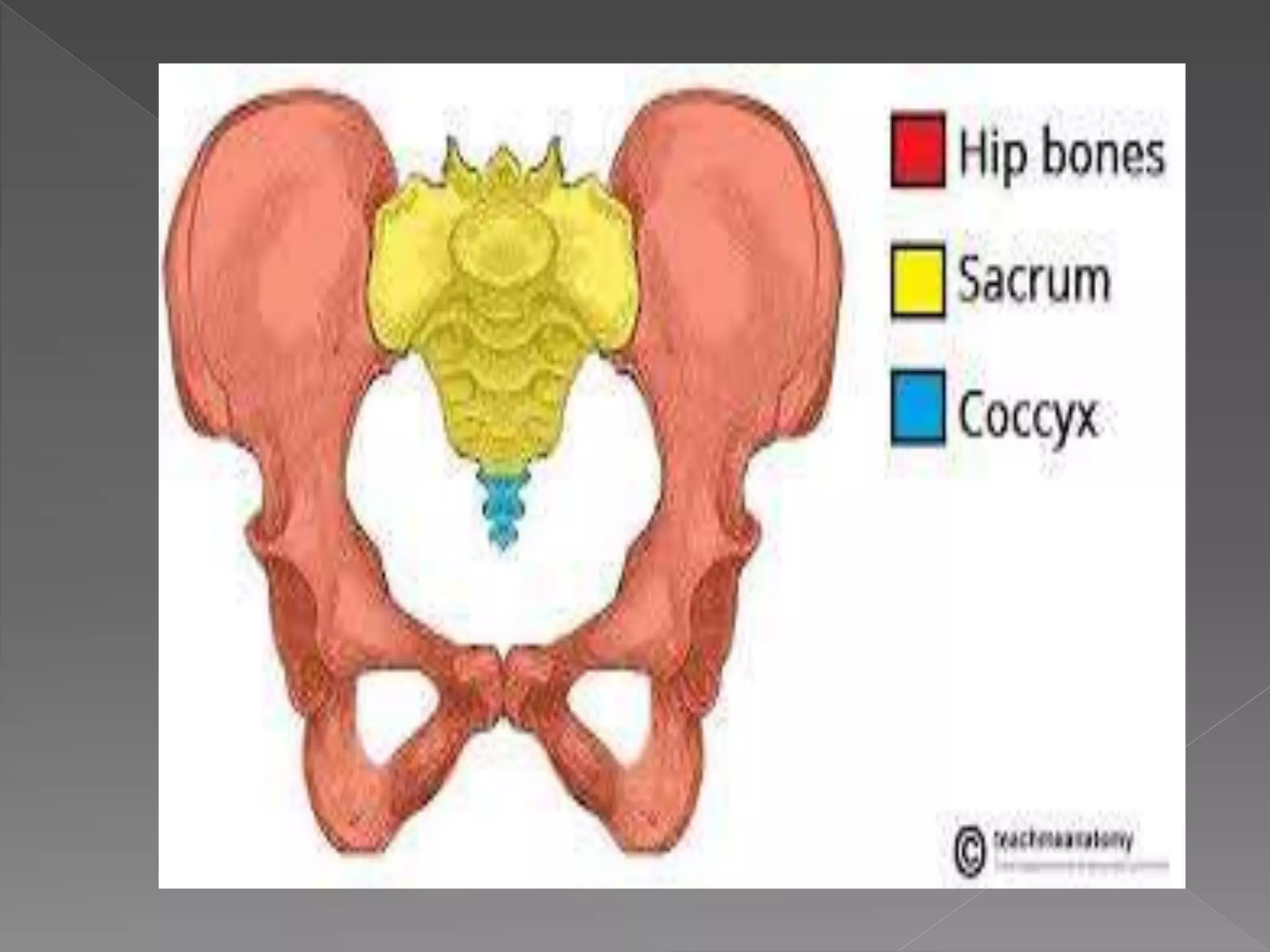 bones of lower limb and anatomy of lower limb | PPTX