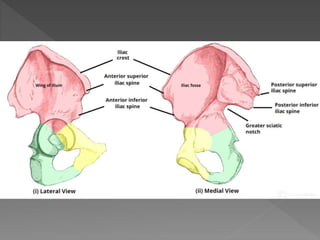 bones of lower limb and anatomy of lower limb | PPTX