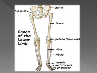 bones of lower limb and anatomy of lower limb | PPTX