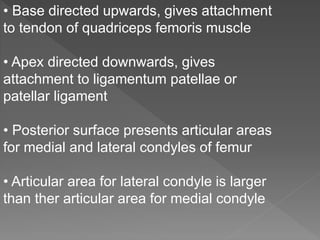 bones of lower limb and anatomy of lower limb | PPTX