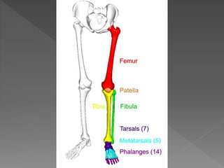 bones of lower limb and anatomy of lower limb | PPTX