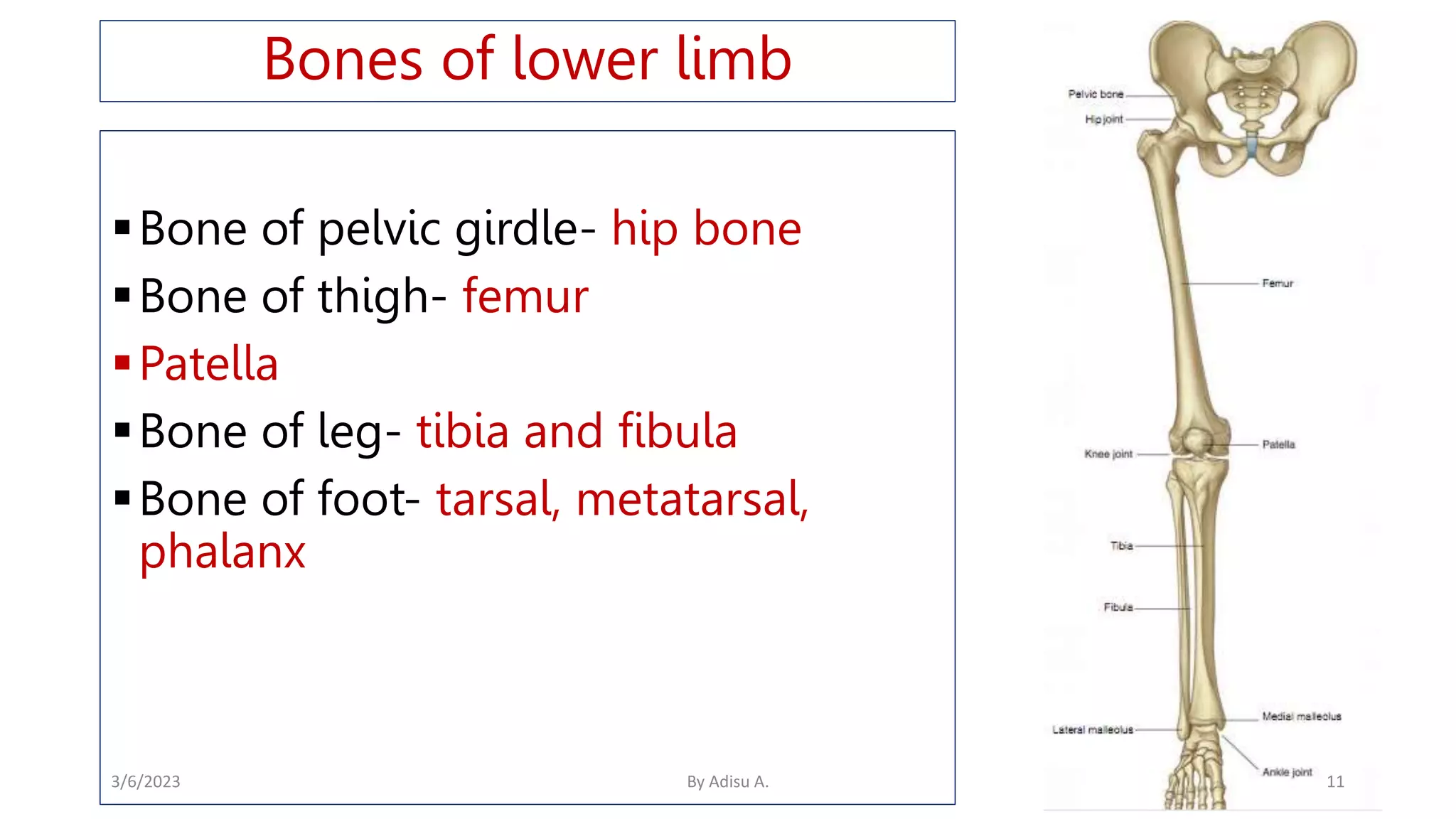 Anatomy of Lower Limb.pptx