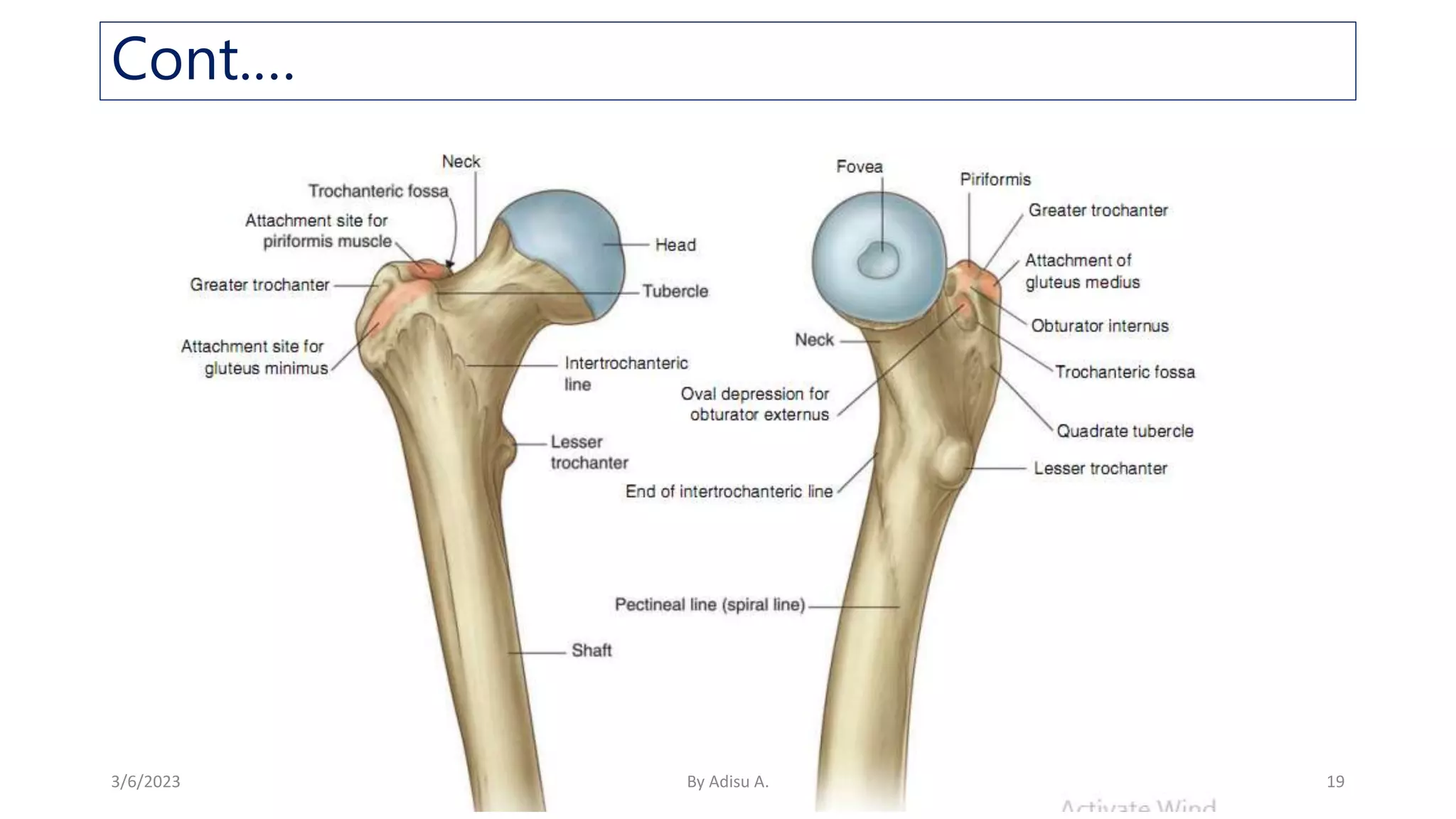 Anatomy of Lower Limb.pptx