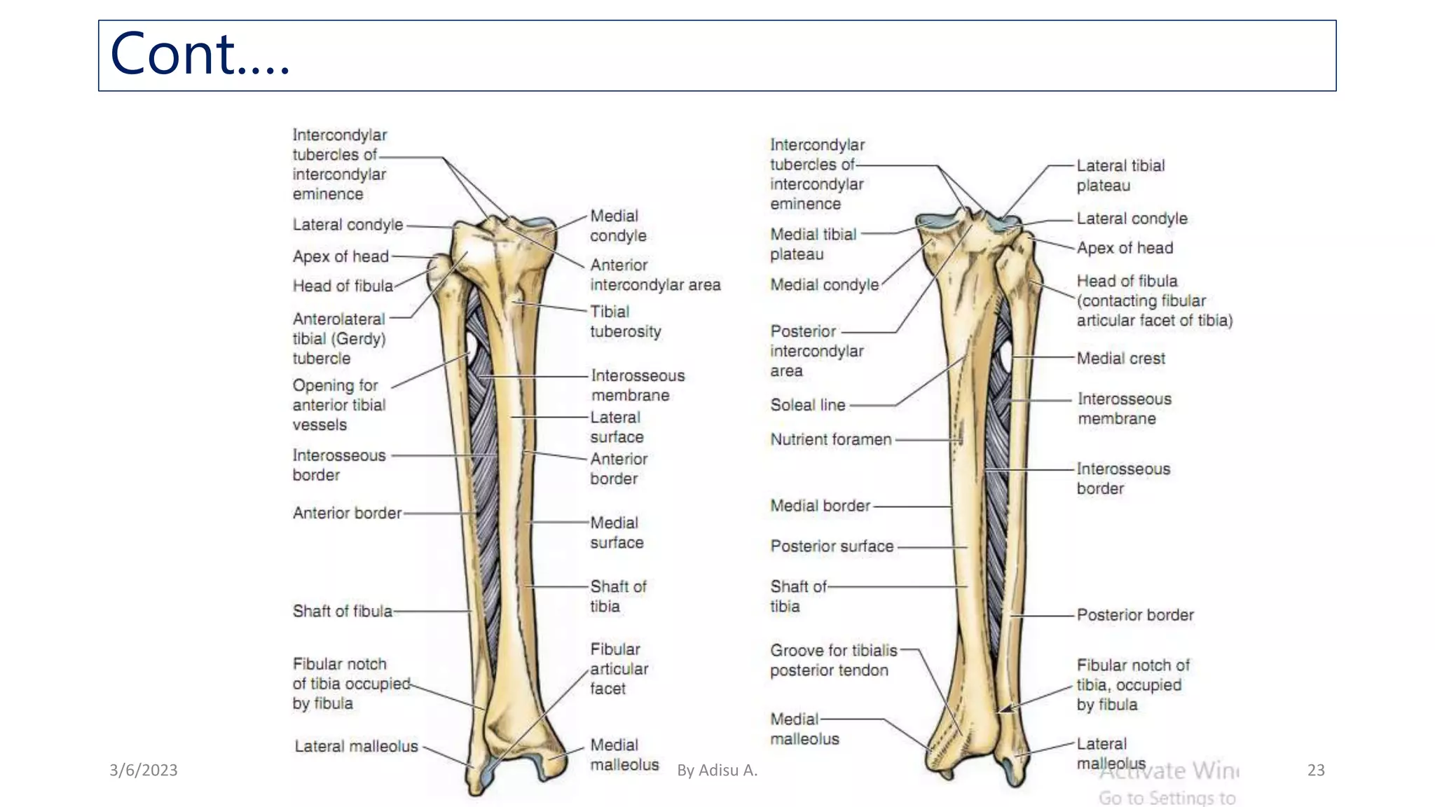 Anatomy of Lower Limb.pptx