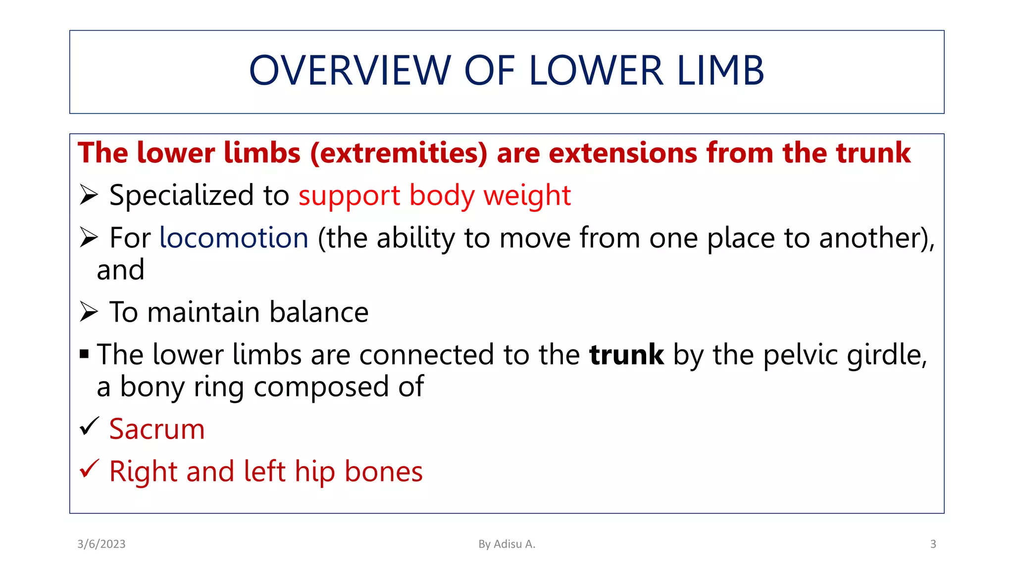 Anatomy of Lower Limb.pptx