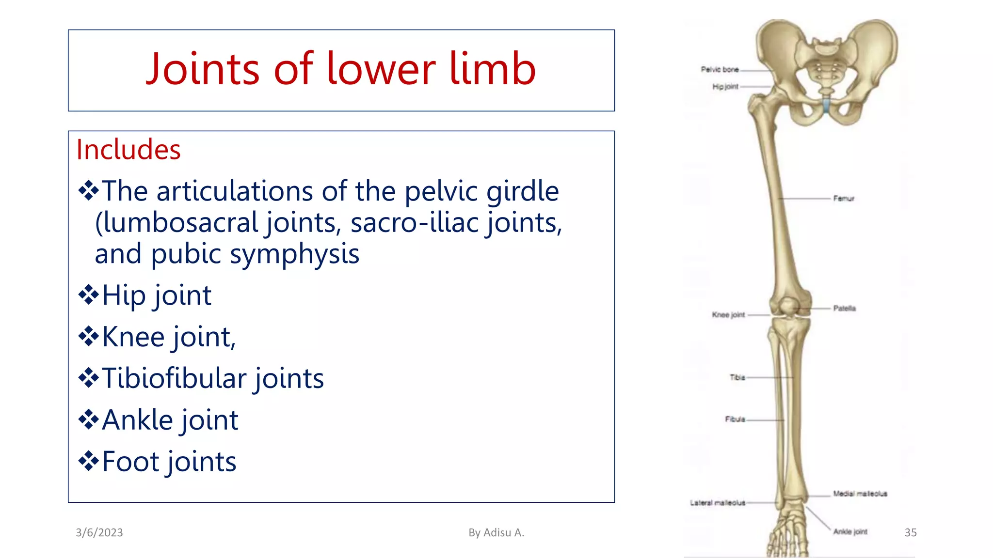 Anatomy of Lower Limb.pptx