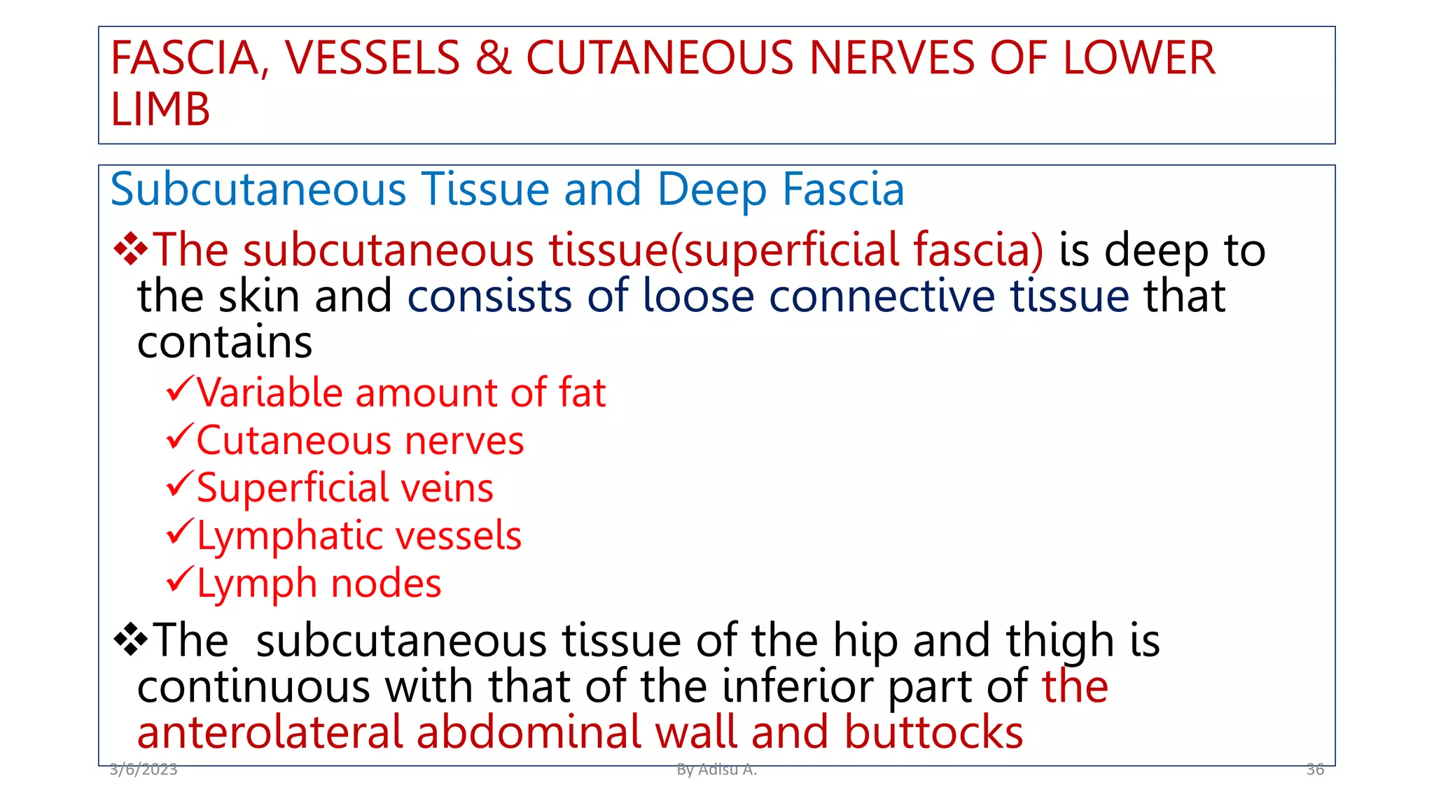 Anatomy of Lower Limb.pptx