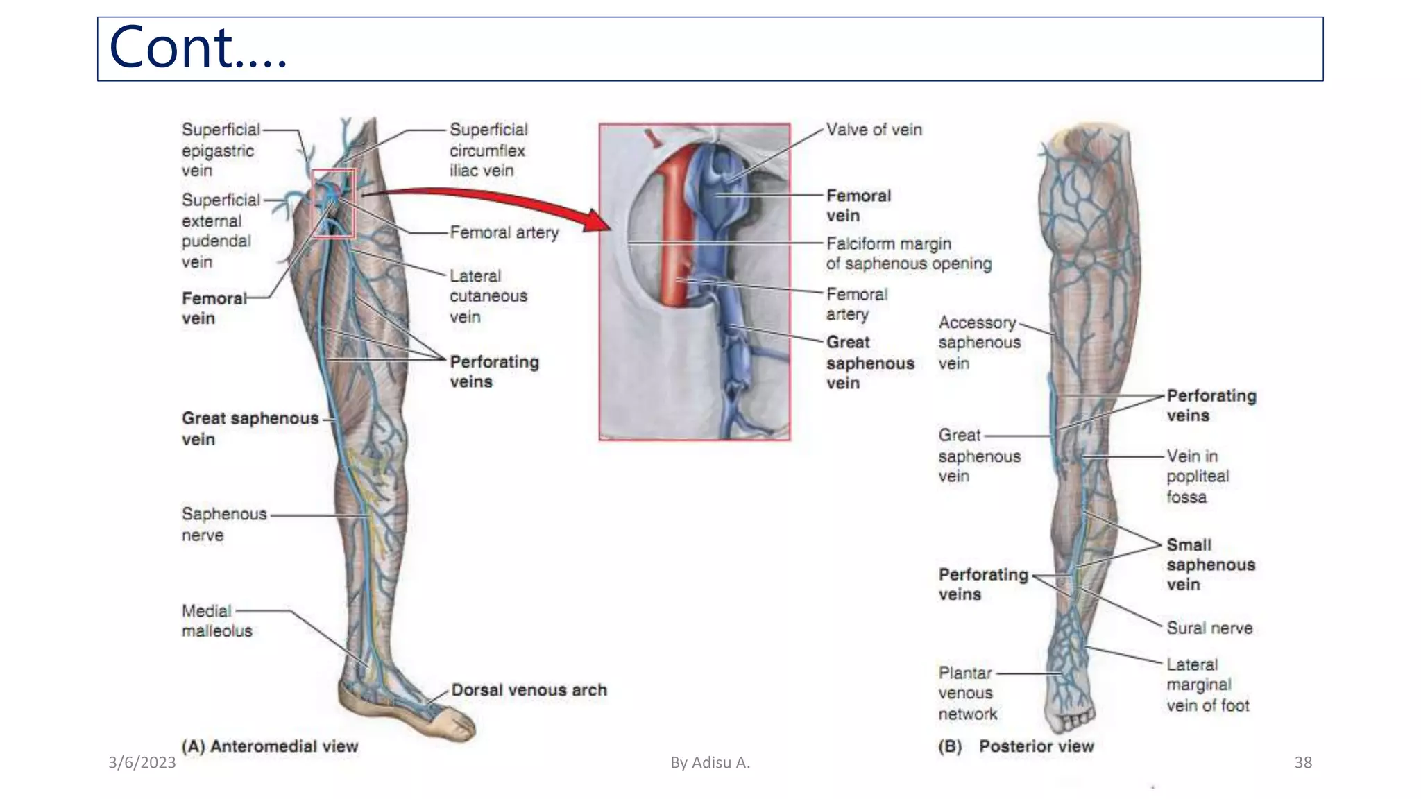 Anatomy of Lower Limb.pptx
