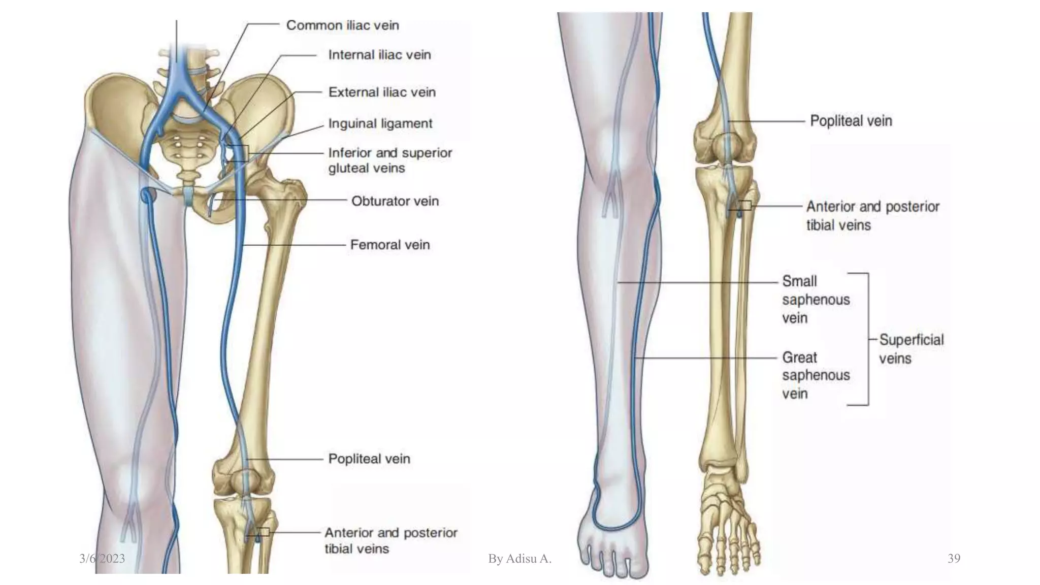 Anatomy of Lower Limb.pptx