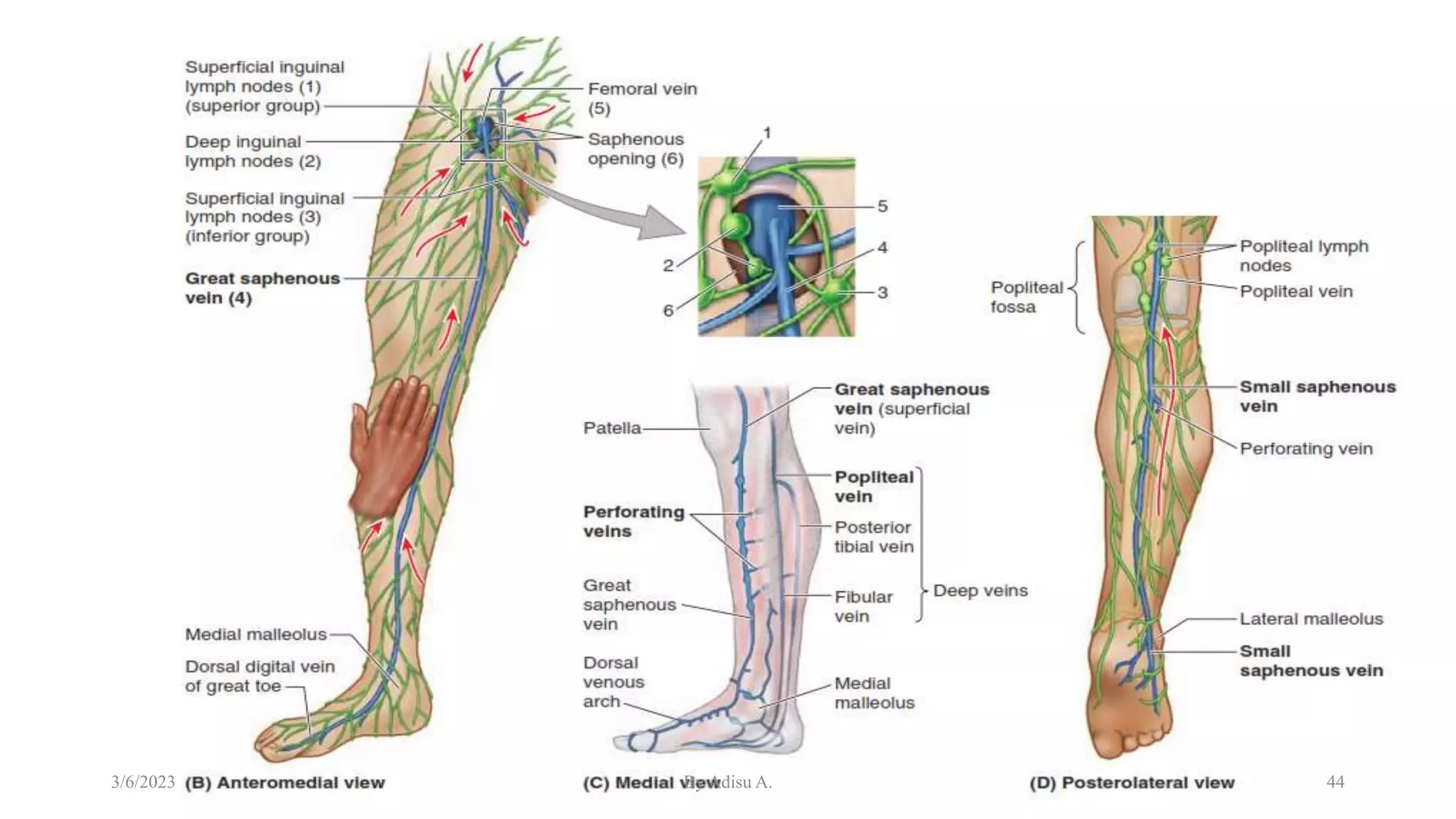 Anatomy of Lower Limb.pptx