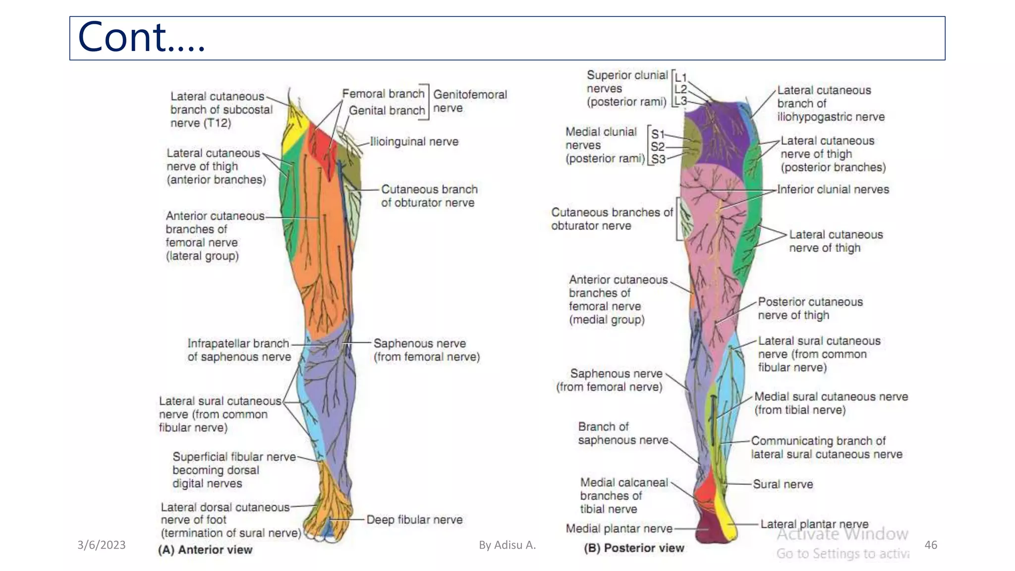 Anatomy of Lower Limb.pptx