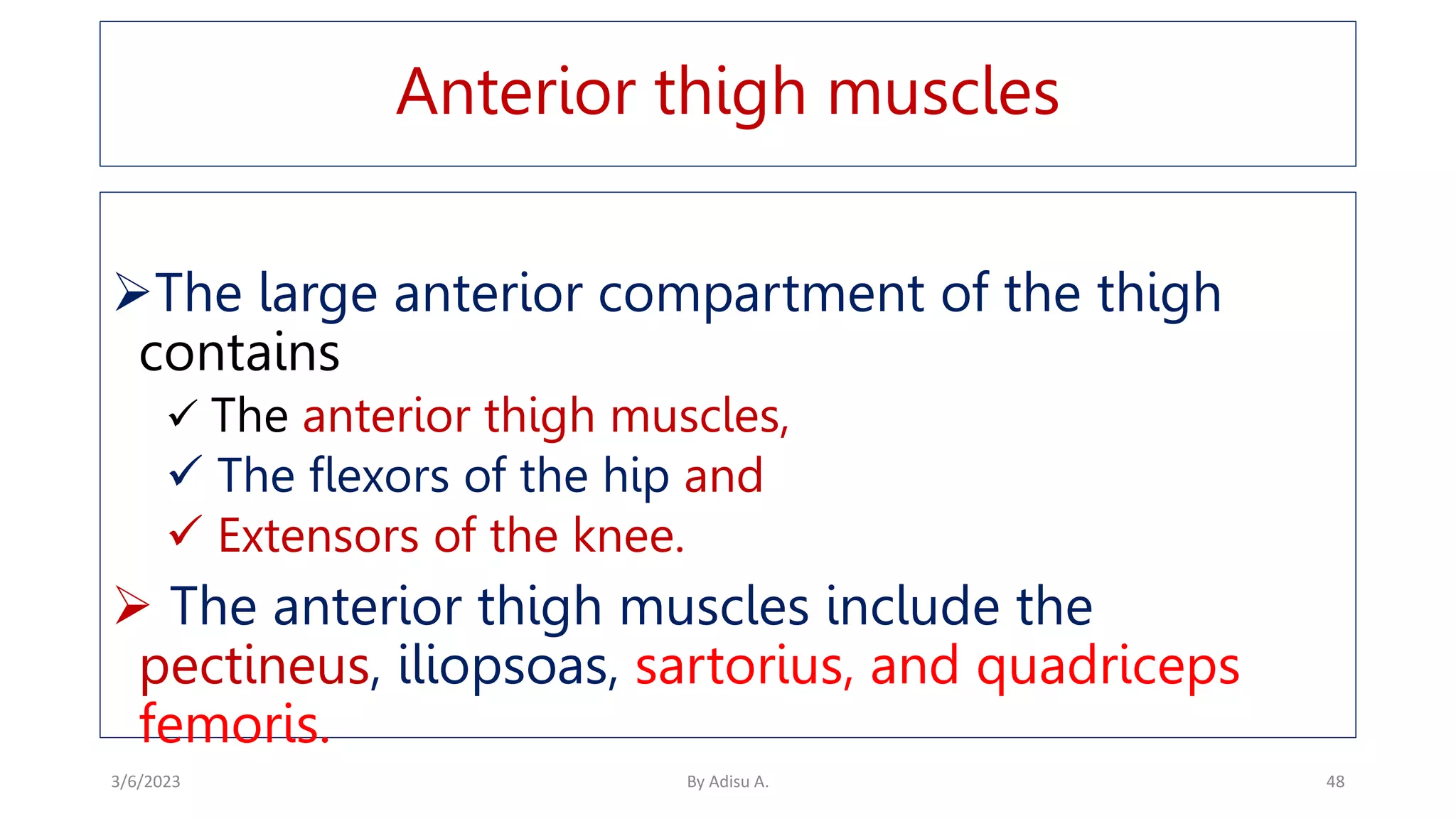 Anatomy of Lower Limb.pptx