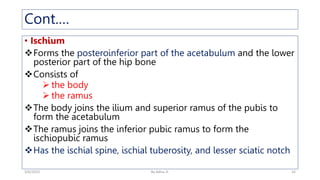 Anatomy of Lower Limb.pptx