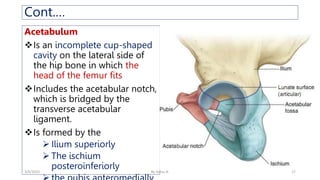 Anatomy of Lower Limb.pptx