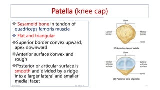 Anatomy of Lower Limb.pptx