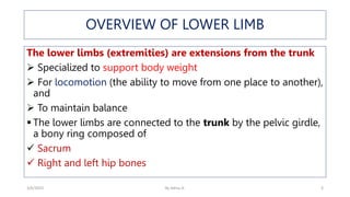 Anatomy of Lower Limb.pptx