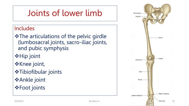 Anatomy of Lower Limb.pptx