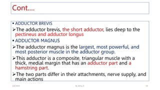 Anatomy of Lower Limb.pptx