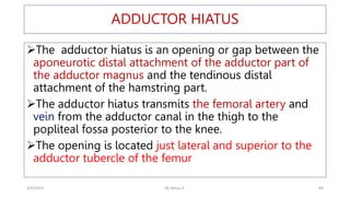 Anatomy of Lower Limb.pptx
