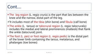 Anatomy of Lower Limb.pptx