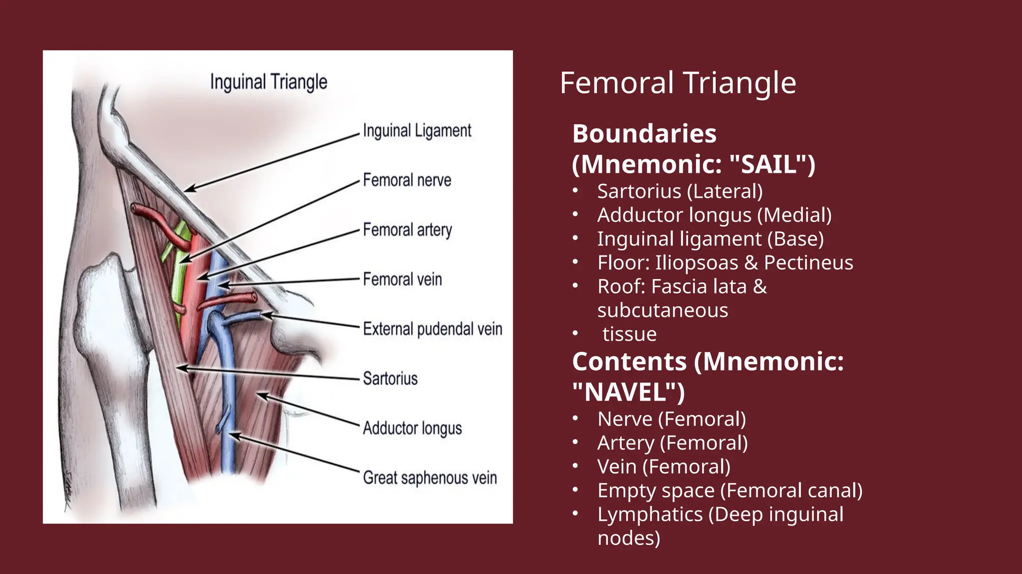 Regional anatomy lower limb. It has everything you need to study lower ...