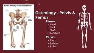 Regional anatomy lower limb. It has everything you need to study lower ...