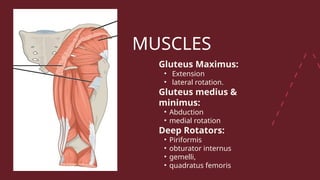 Regional anatomy lower limb. It has everything you need to study lower ...