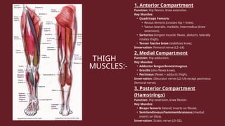 Regional anatomy lower limb. It has everything you need to study lower ...