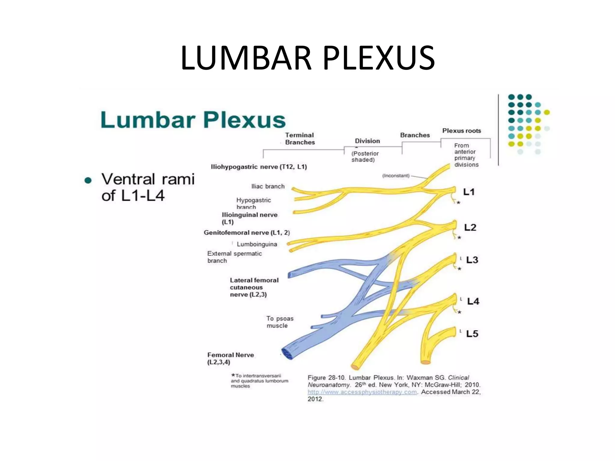 ANATOMY OF LOWER LIMB BLOCKS.pptx