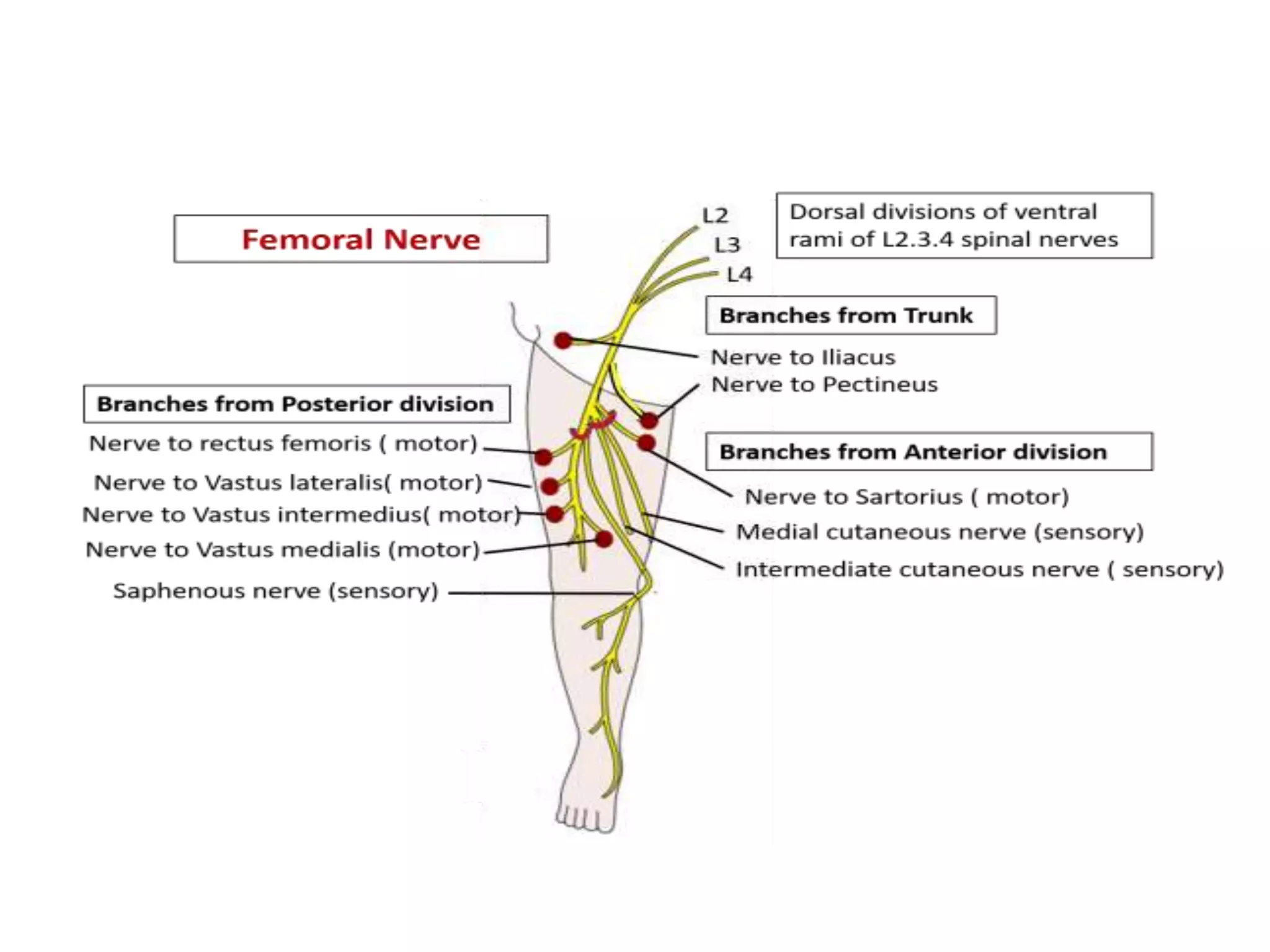 ANATOMY OF LOWER LIMB BLOCKS.pptx
