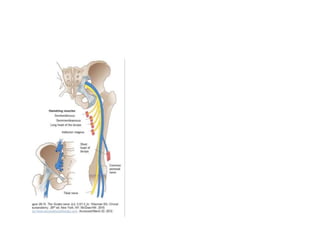 ANATOMY OF LOWER LIMB BLOCKS.pptx