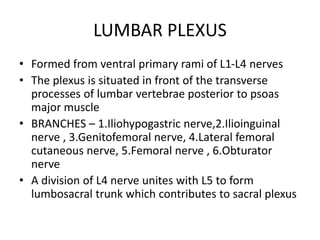 ANATOMY OF LOWER LIMB BLOCKS.pptx | Death, Injury, or Military Conflict ...