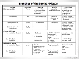 Anatomy of lumbosacral plexus (by Murtaza Syed) | PPT