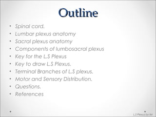Anatomy of lumbosacral plexus (by Murtaza Syed) | PPT