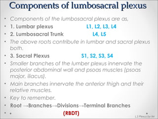 Anatomy of lumbosacral plexus (by Murtaza Syed) | PPT